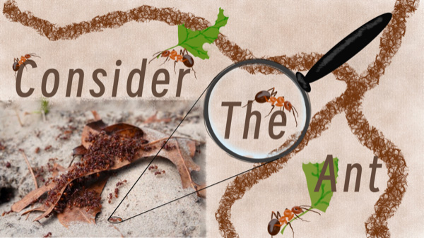 Consider the Ant | Inspire4.com